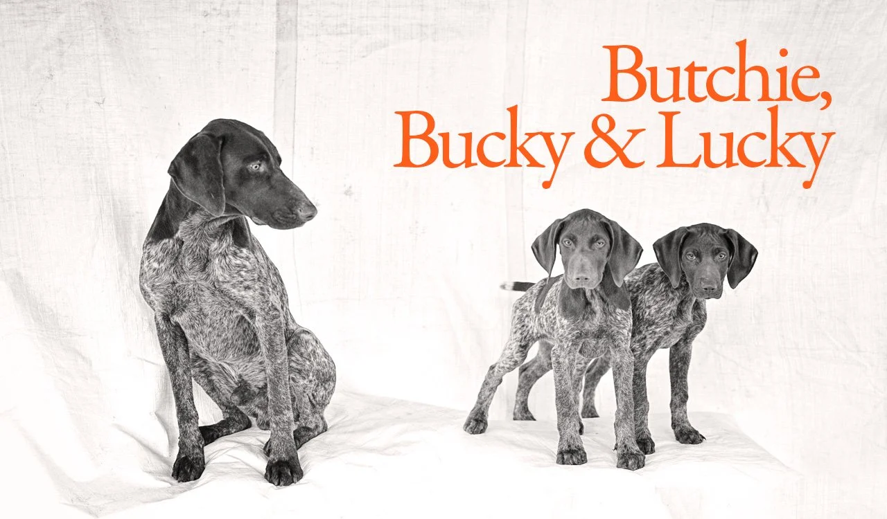 Don't Shoot, Adopt! Three GSP’s in Need Seek Loving Homes — California ...