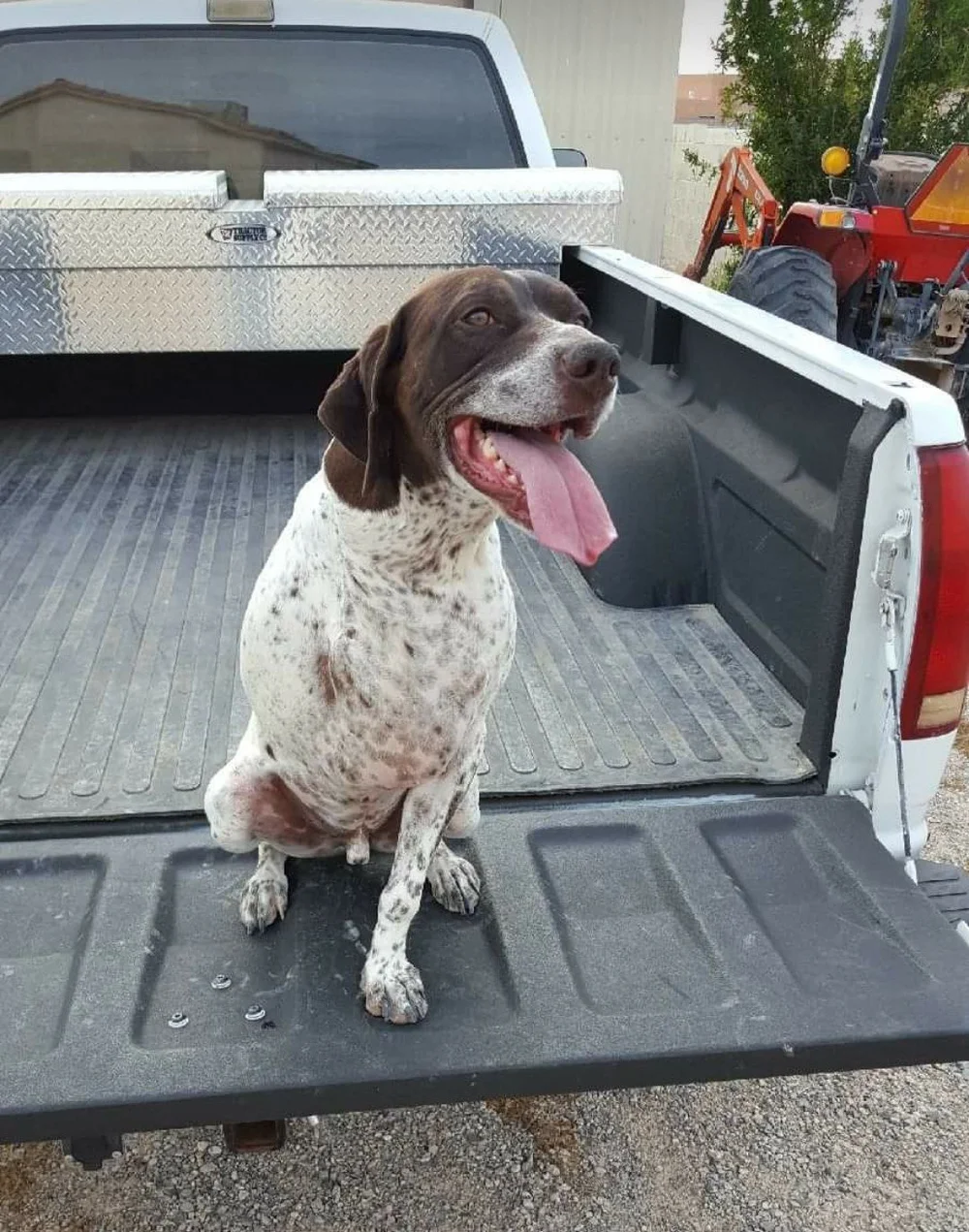 In Loving Memory Of Flash — California GSP Rescue