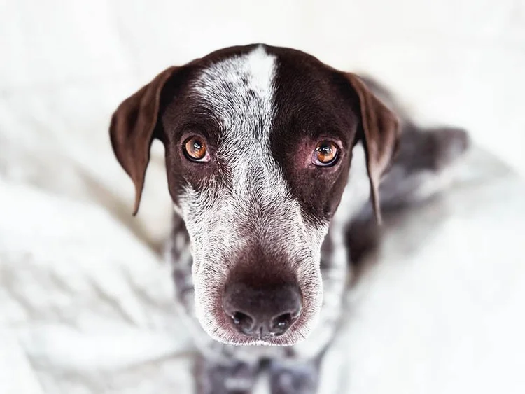 Cisco — California GSP Rescue