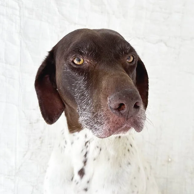 Rocky — California GSP Rescue