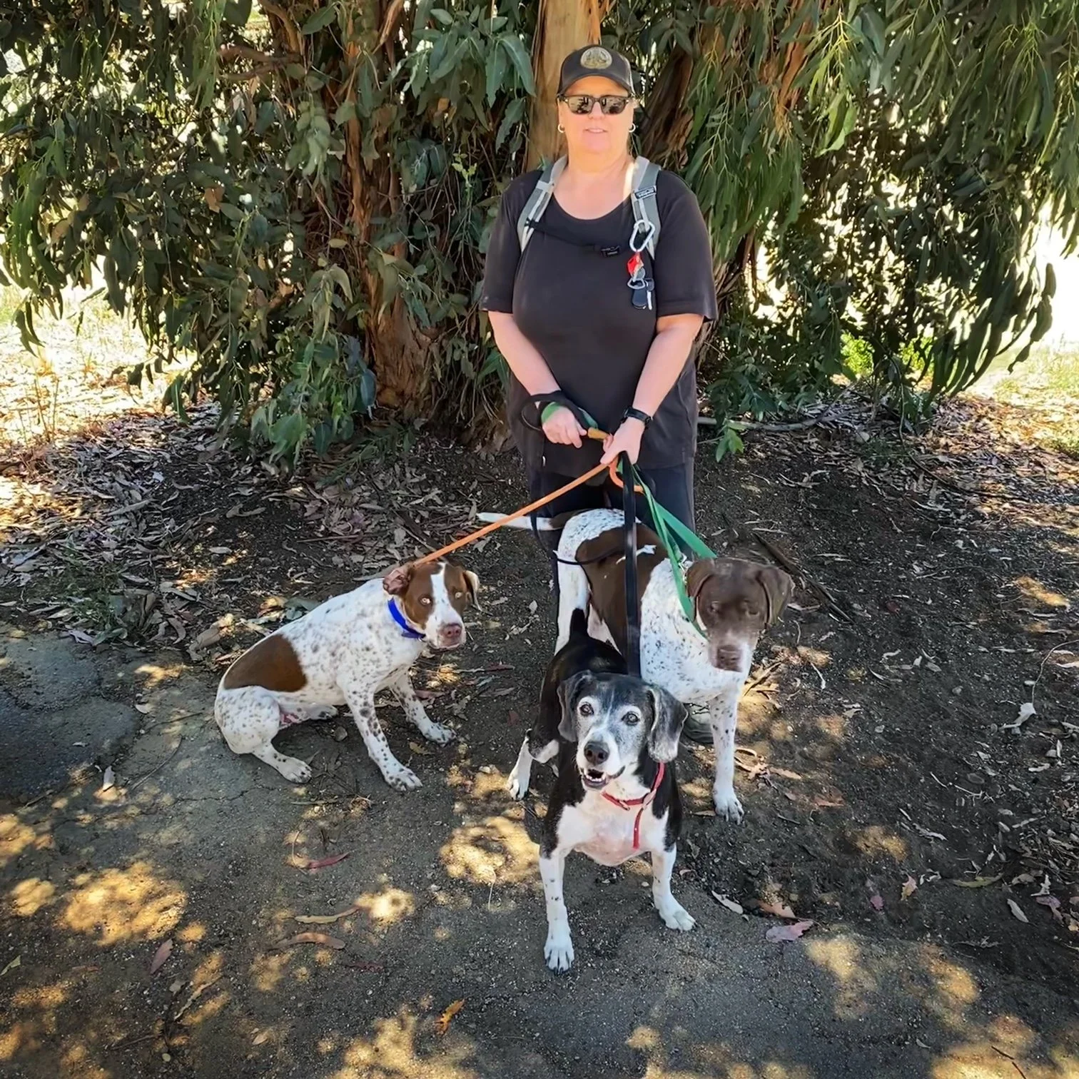 Pepper Jack Is Adopted! — California GSP Rescue
