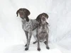 Save These GSPs: Betty & Beau Need Homes (But So Do Many Others ...