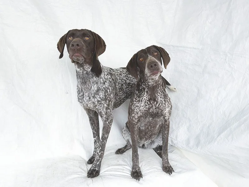 Save These GSPs: Betty & Beau Need Homes (But So Do Many Others ...