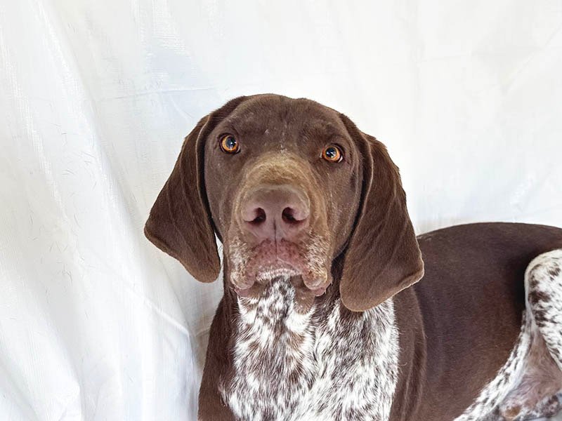 Dale — California GSP Rescue