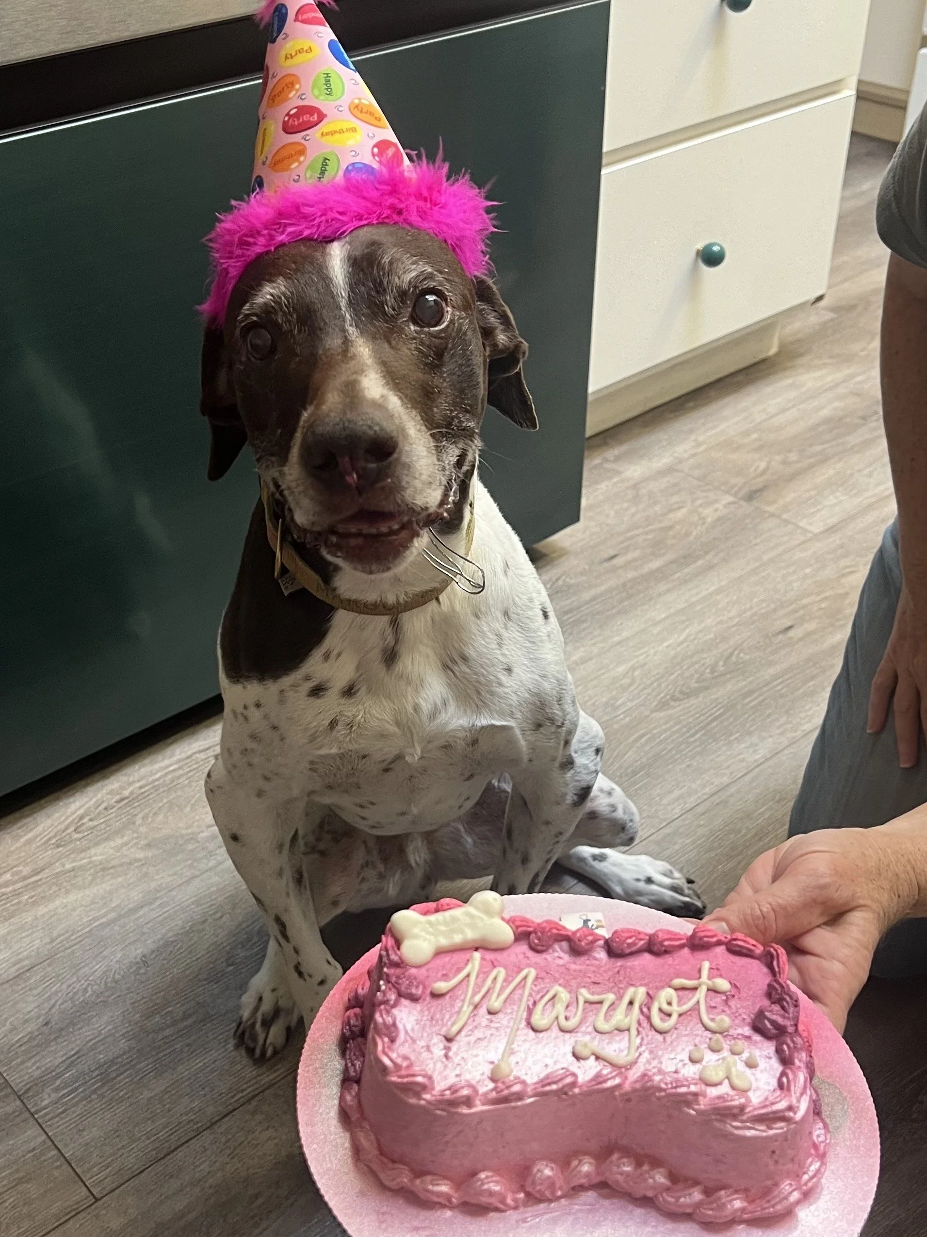In Loving Memory Of Margot — California GSP Rescue