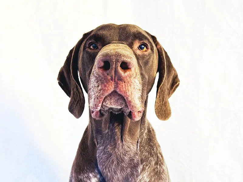 Beyond Being Given Away: Why Rip Deserves a Loving Home — California ...