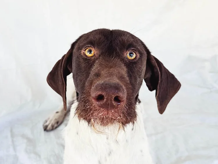 Rex — California GSP Rescue