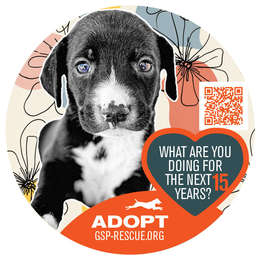 Puppy Sticker Promo | Support Adoption Today — California GSP Rescue