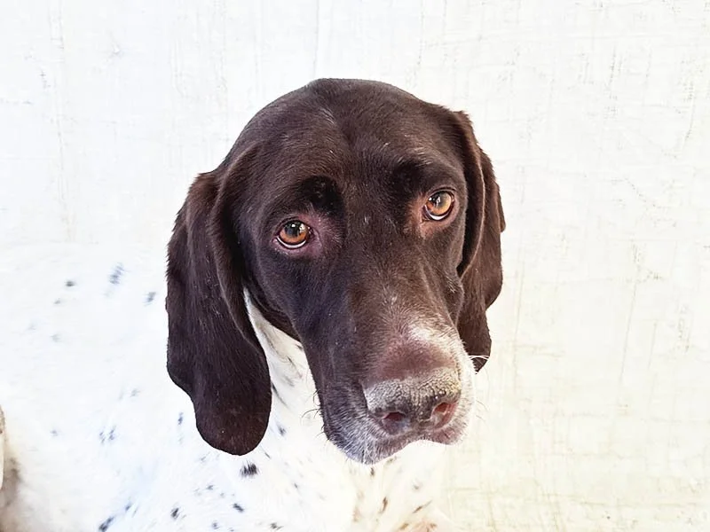 Meet Sevyn: One of Hundreds at the Shelter - and One Very Special Dog ...