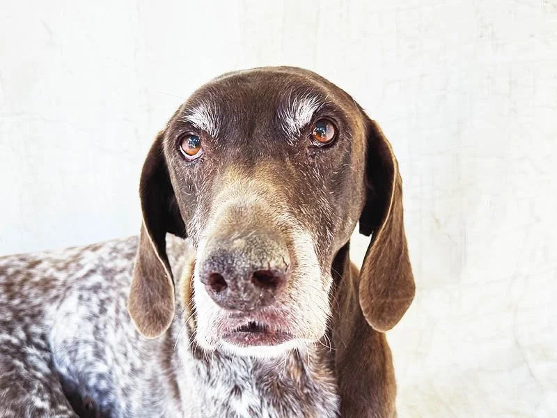 Leo — California GSP Rescue