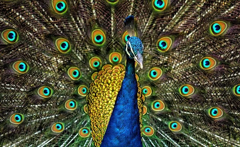 Polyvagal Theory and the Autonomic Nervous System — Aldebaran Healing