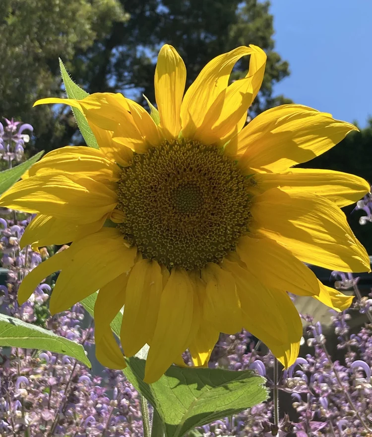 Polyvagal Theory and the Autonomic Nervous System — Aldebaran Healing