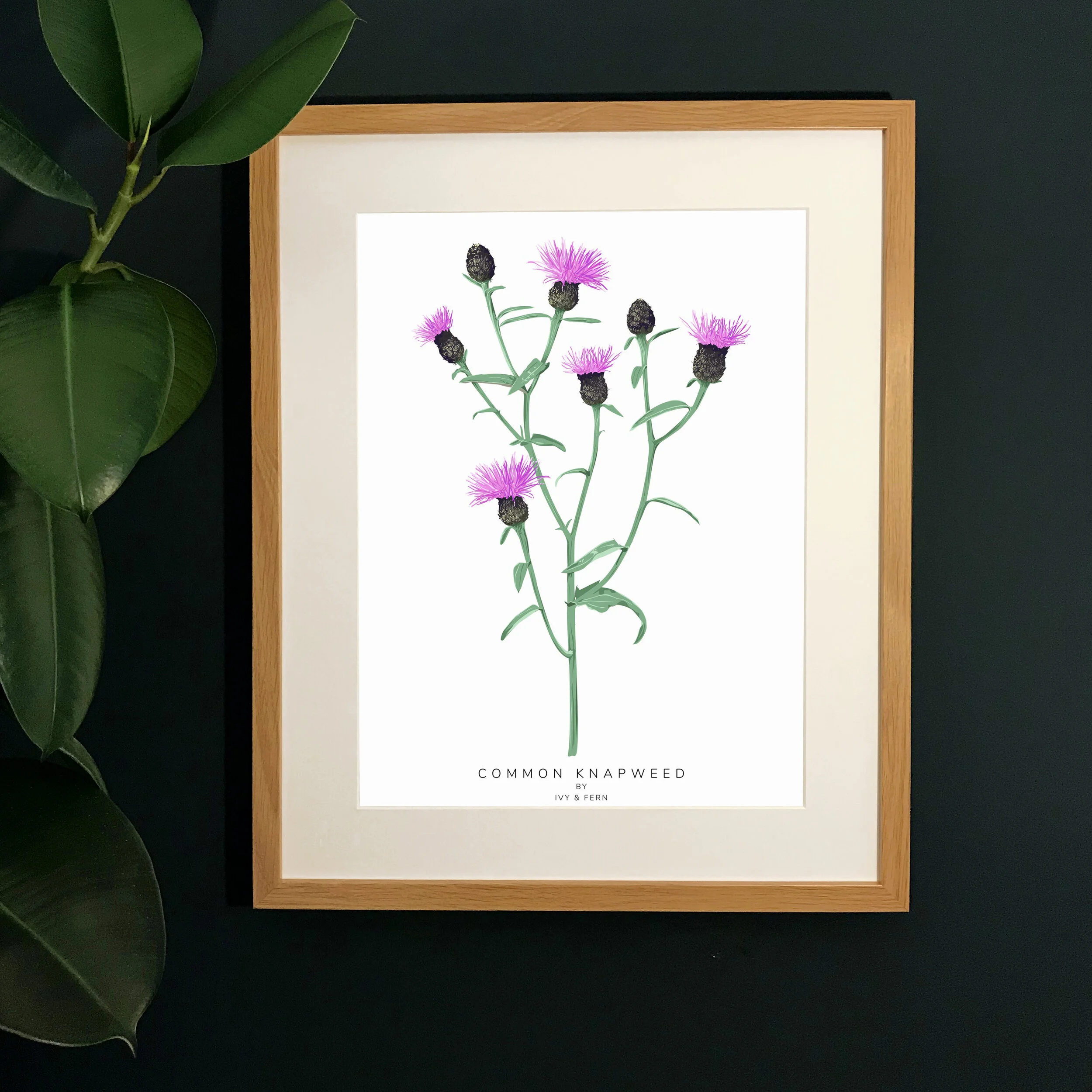 Common Knapweed wildflower botanical wall art print for the home — IVY ...