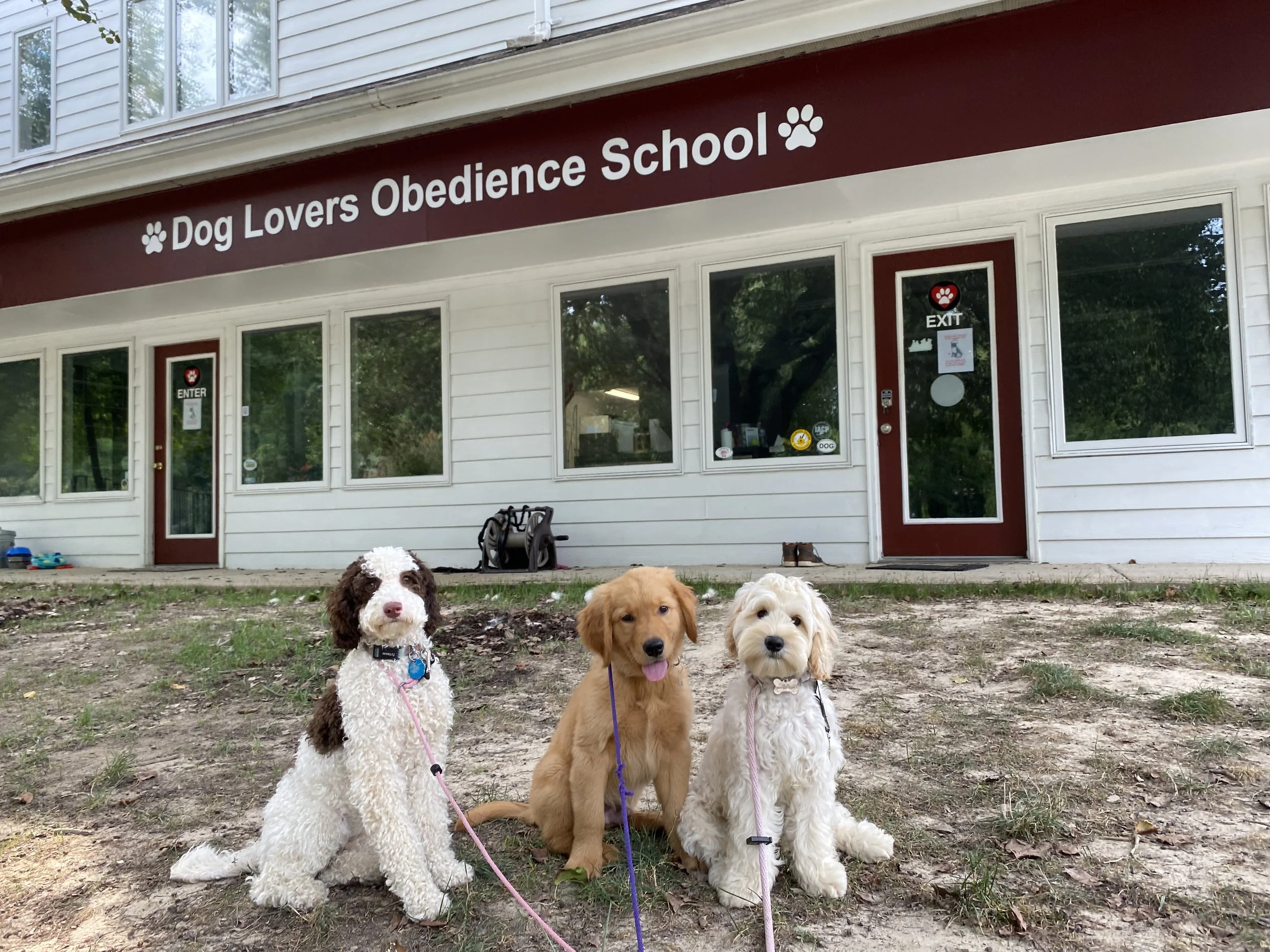Specialty Dog Obedience Training — Dog Lover's Obedience School