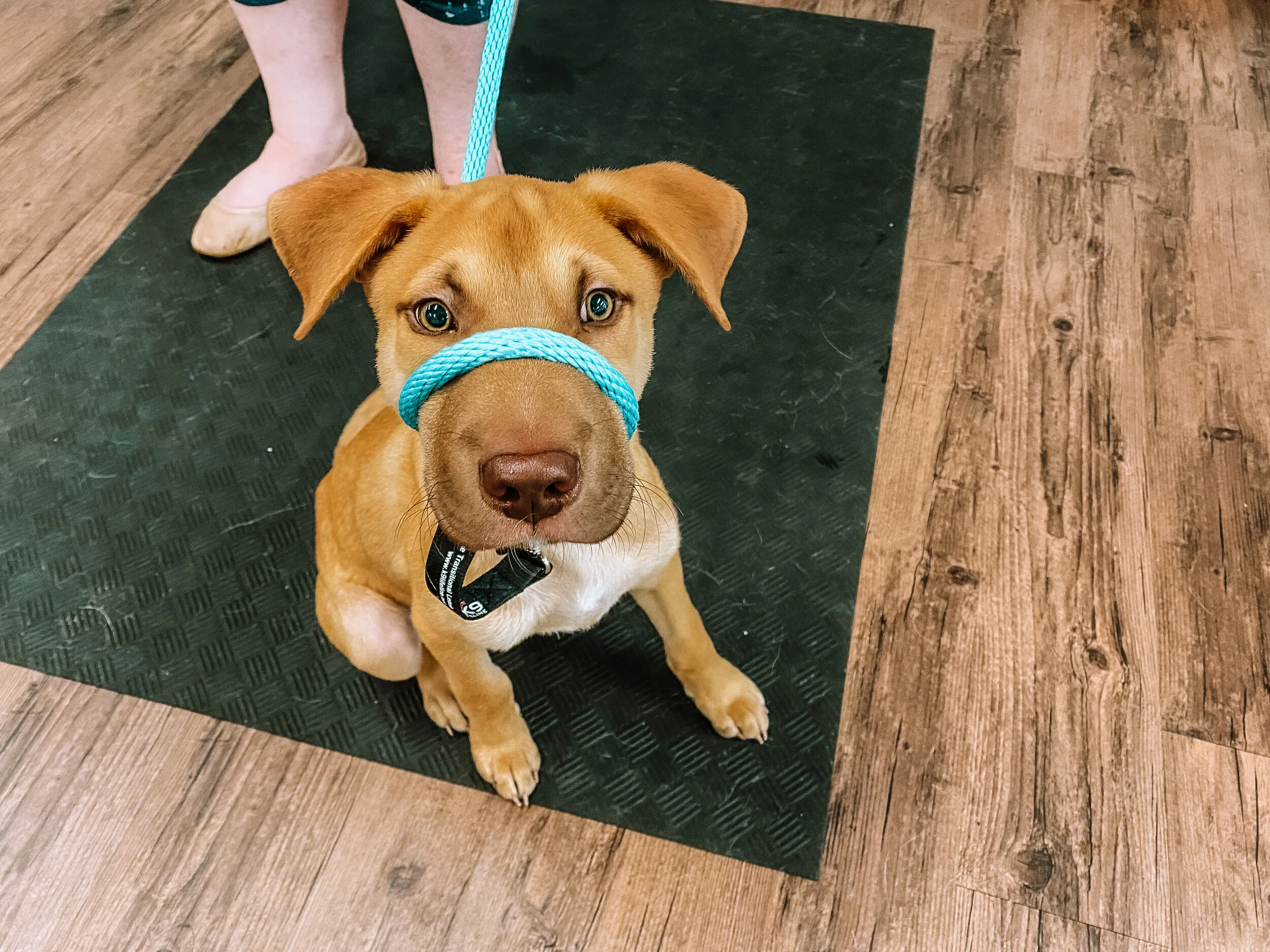 Specialty Dog Obedience Training — Dog Lover's Obedience School