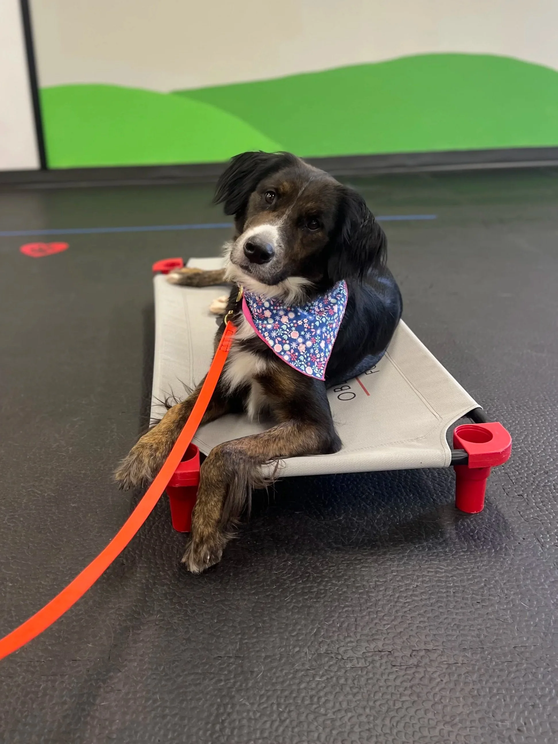 Dog Obedience Training Group Classes — Dog Lover's Obedience School