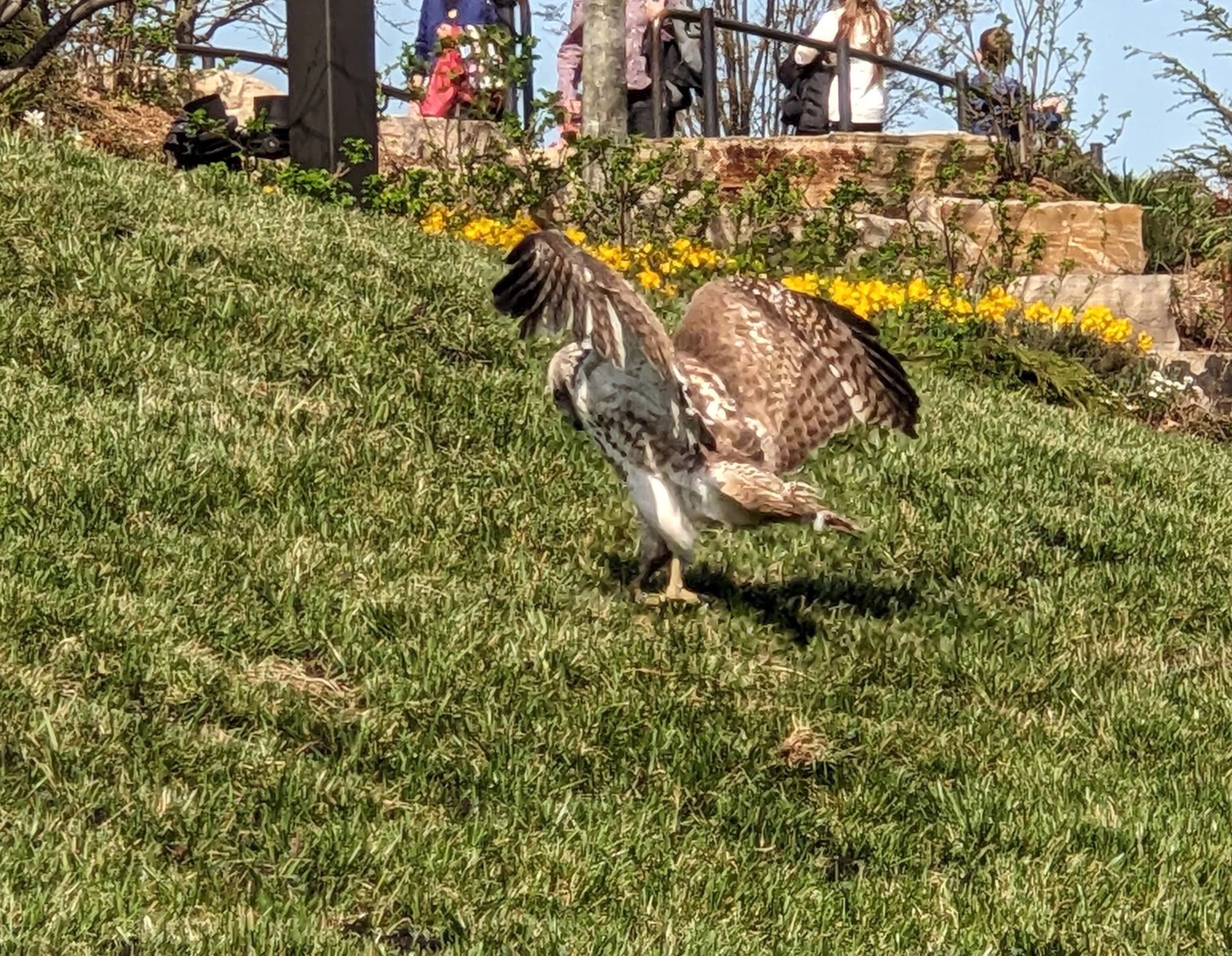 City Hawk — Anna Havron