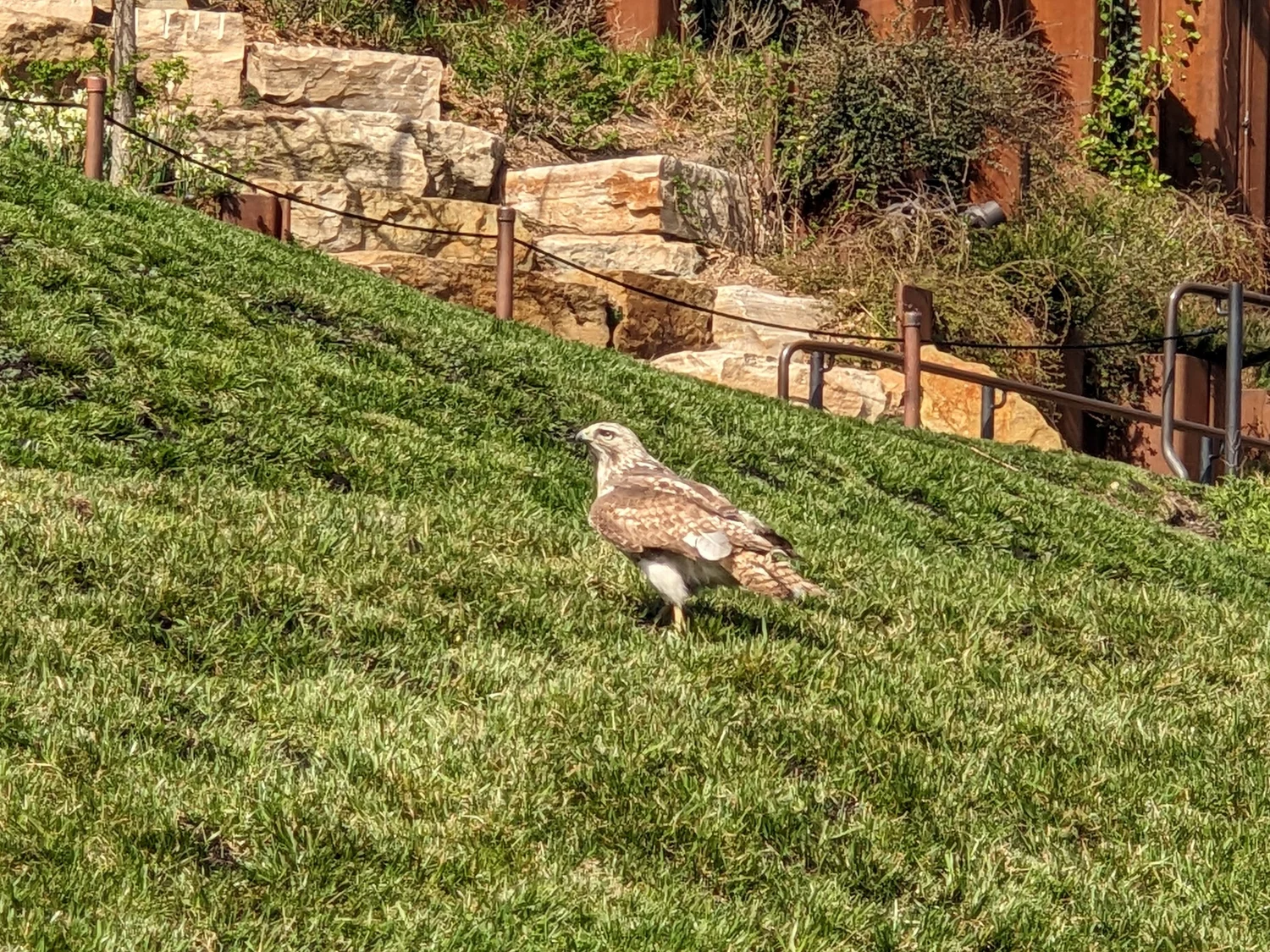 City Hawk — Anna Havron