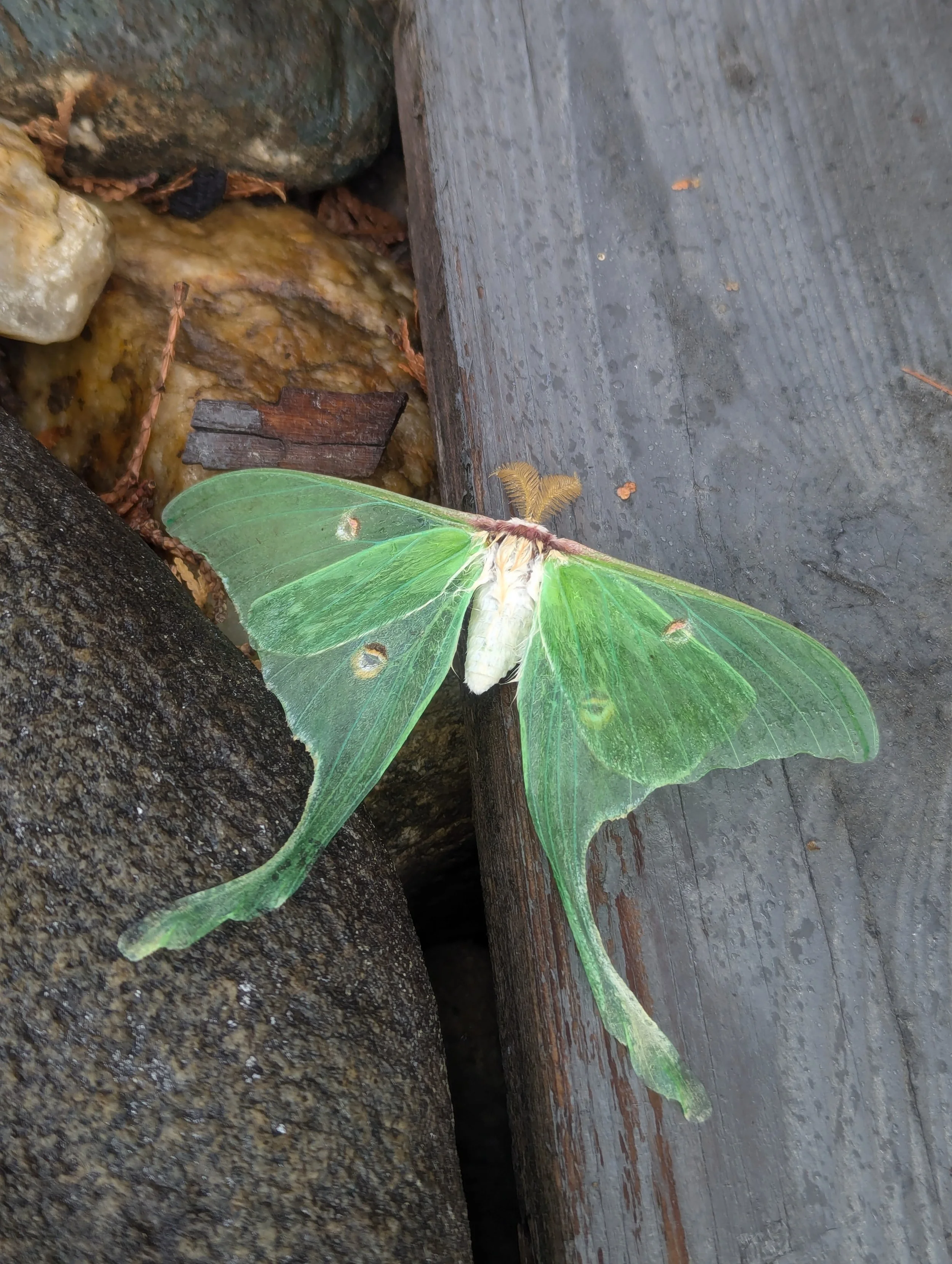 A Short Conversation with Moth Electric — Continuous Revelations