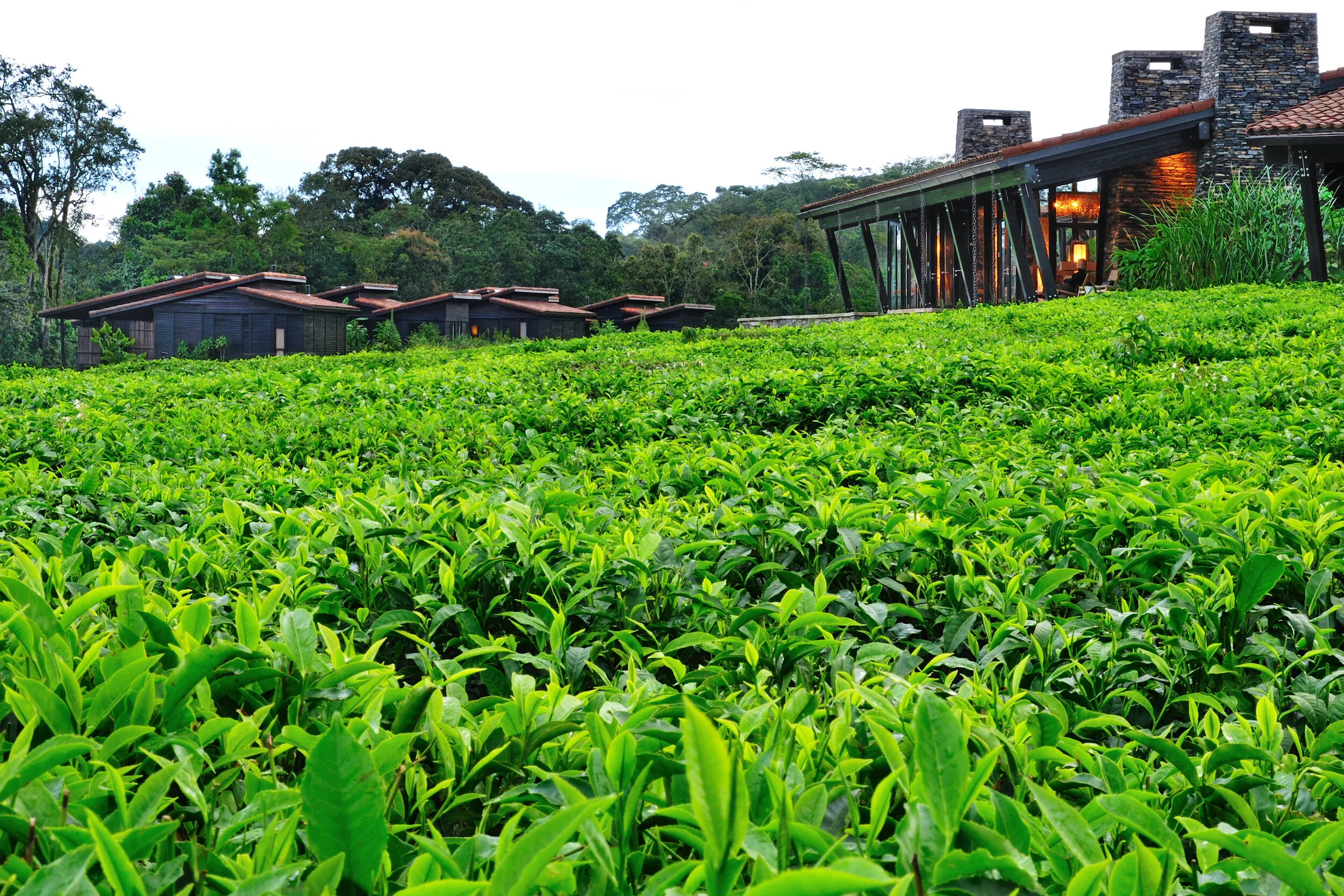 Nyungwe Forest National Park — Tett Safaris