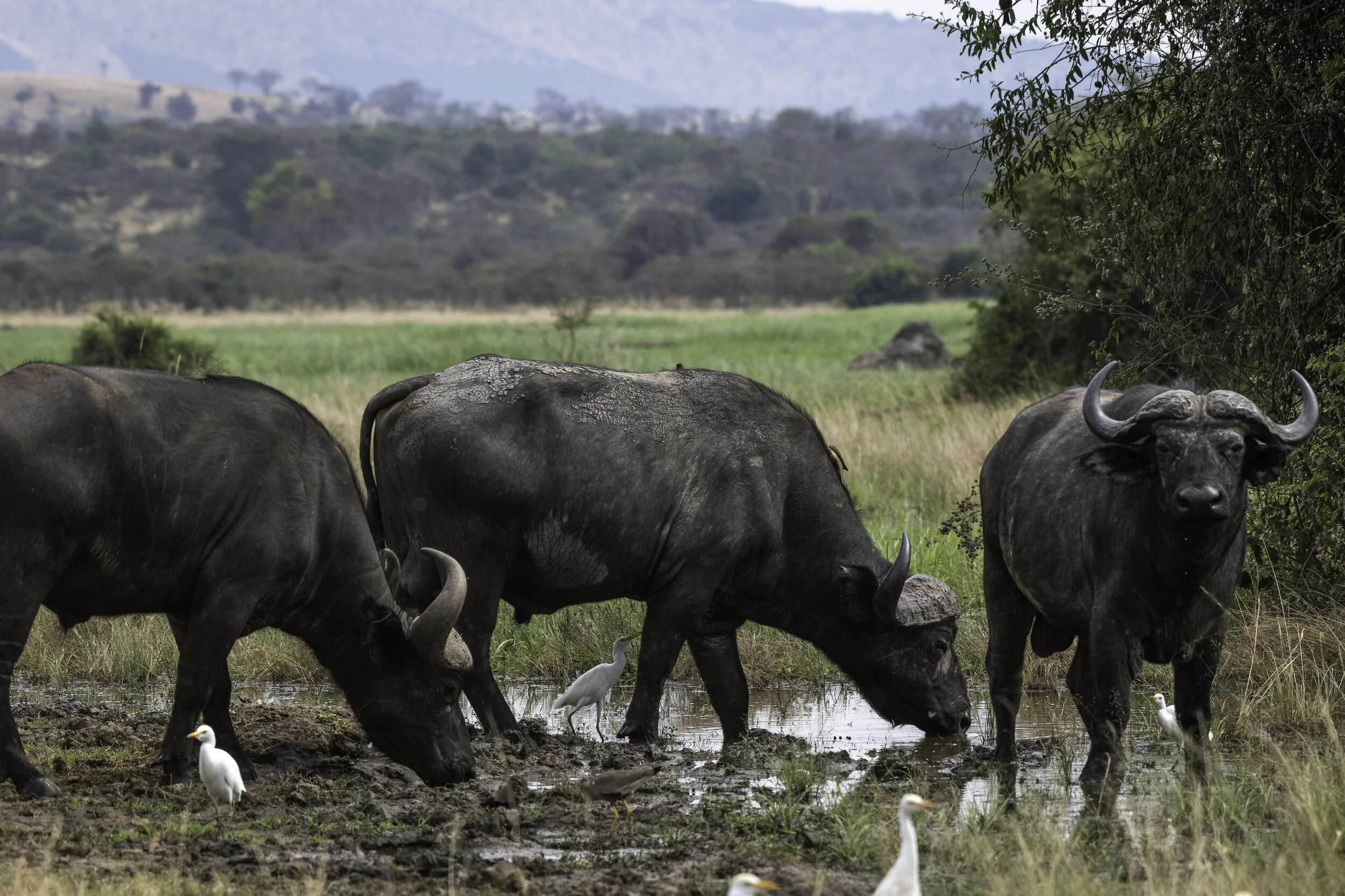 Akagera National Park — Tett Safaris