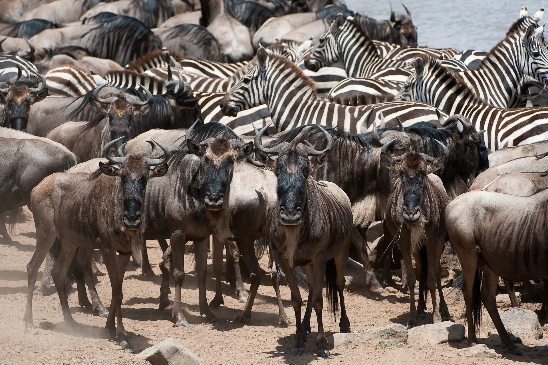 The Great Migration in Eastern Africa — Tett Safaris
