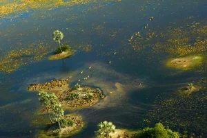 Guide to Botswana’s Okavango Delta: Understanding Africa’s Last Wetland ...