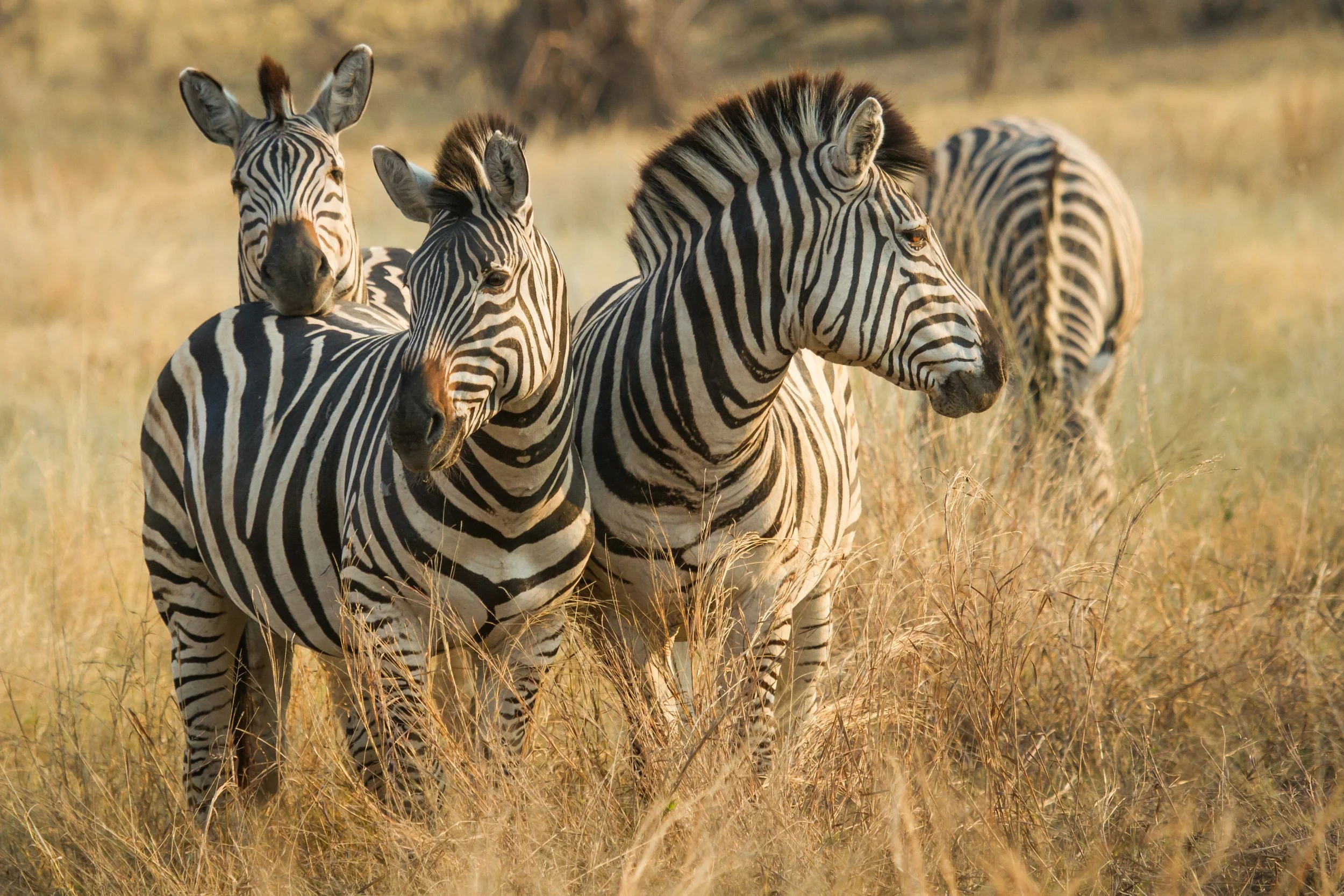 Sometimes It’s Better To Book A Safari With A Short Lead Time — Tett ...