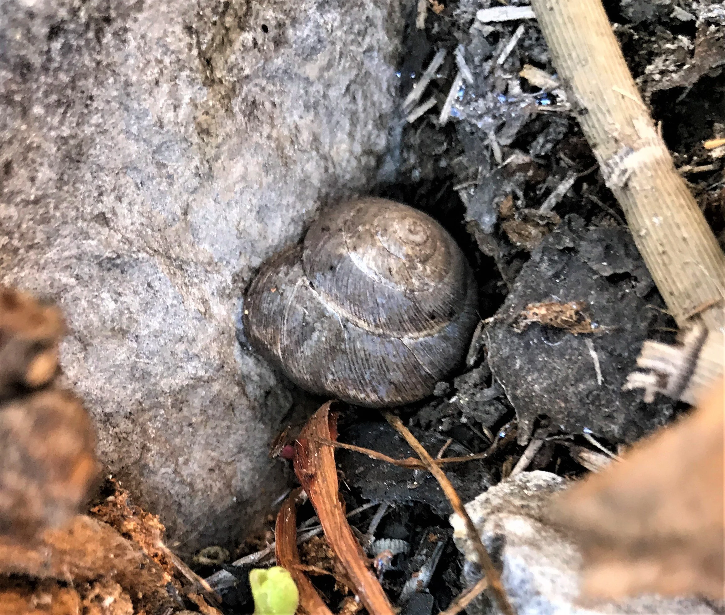 Mountainsnail Project — Selkirk Wildlife Science