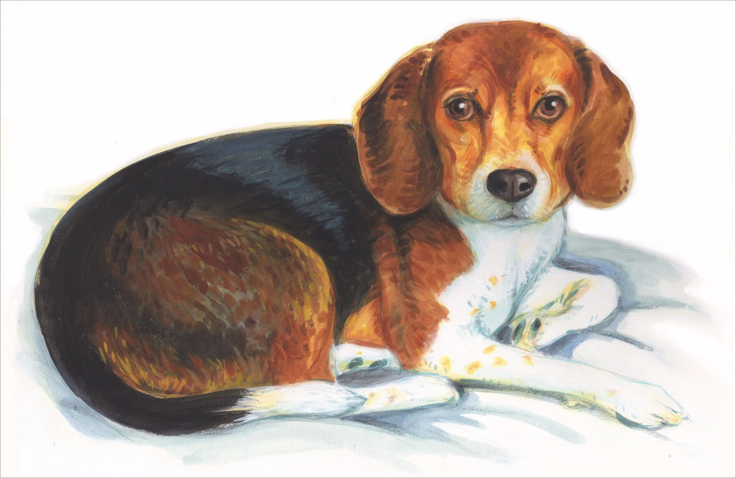 Traditional — Dog Bone Pet Portraits