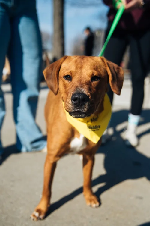 Waldo's Rescue Pen