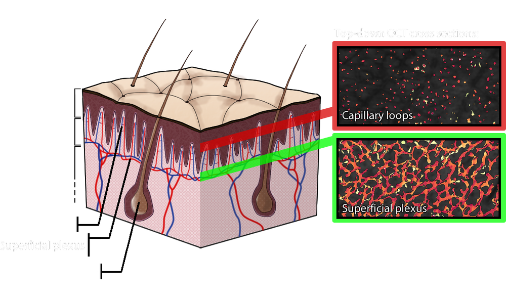 Environment — Sheffield Dermatology Research