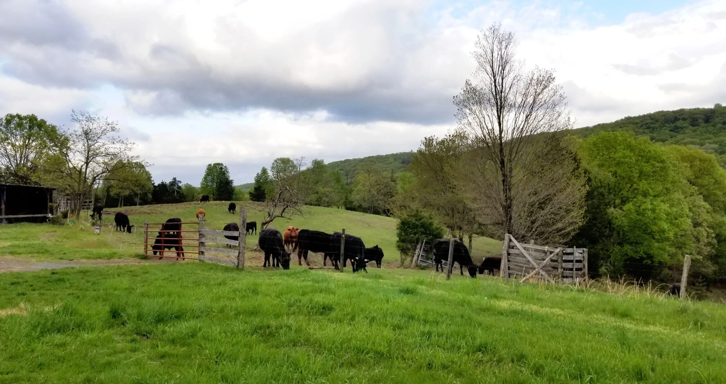 meat share — BASIN RIDGE FARM