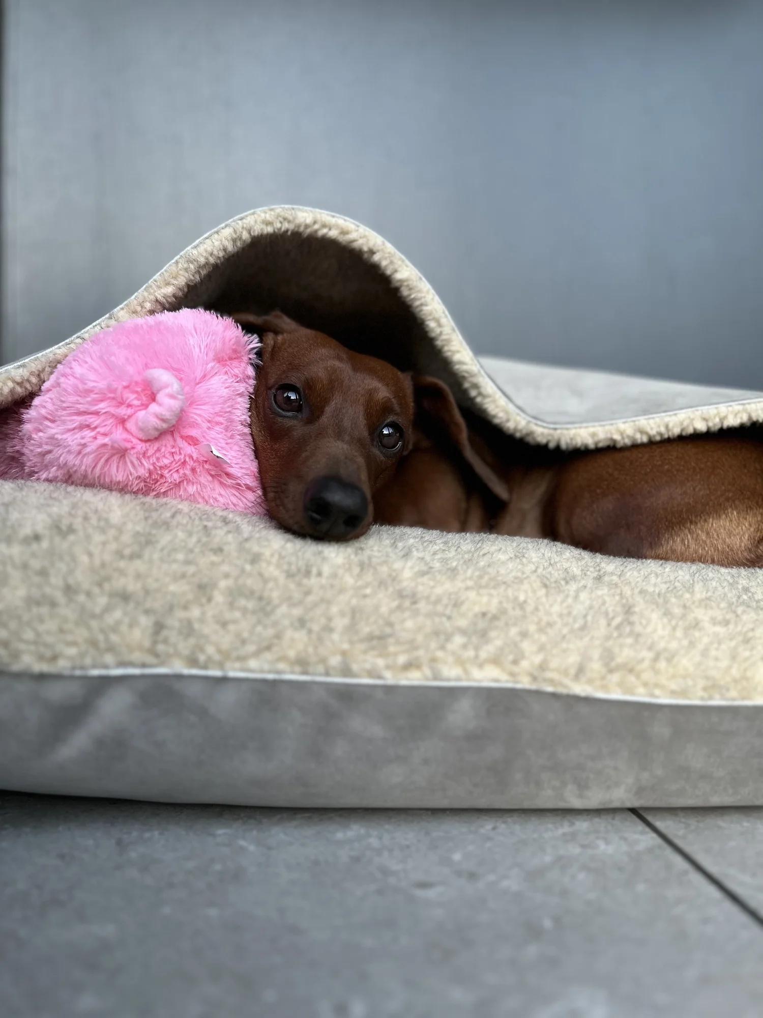 The Sausage Pit | Explore Luxury Dog Comfort
