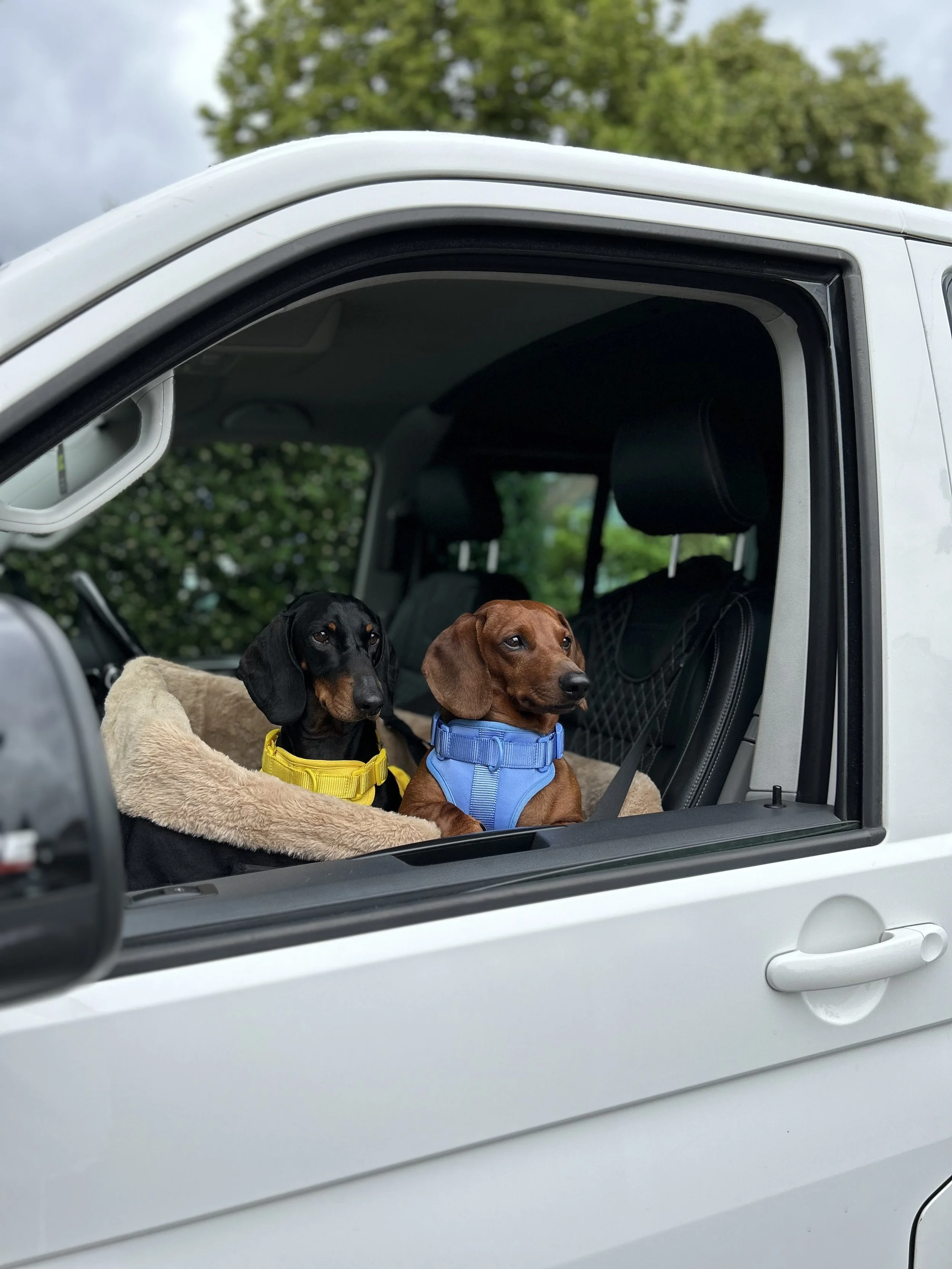 The Sausage Pit | Explore Luxury Dog Comfort