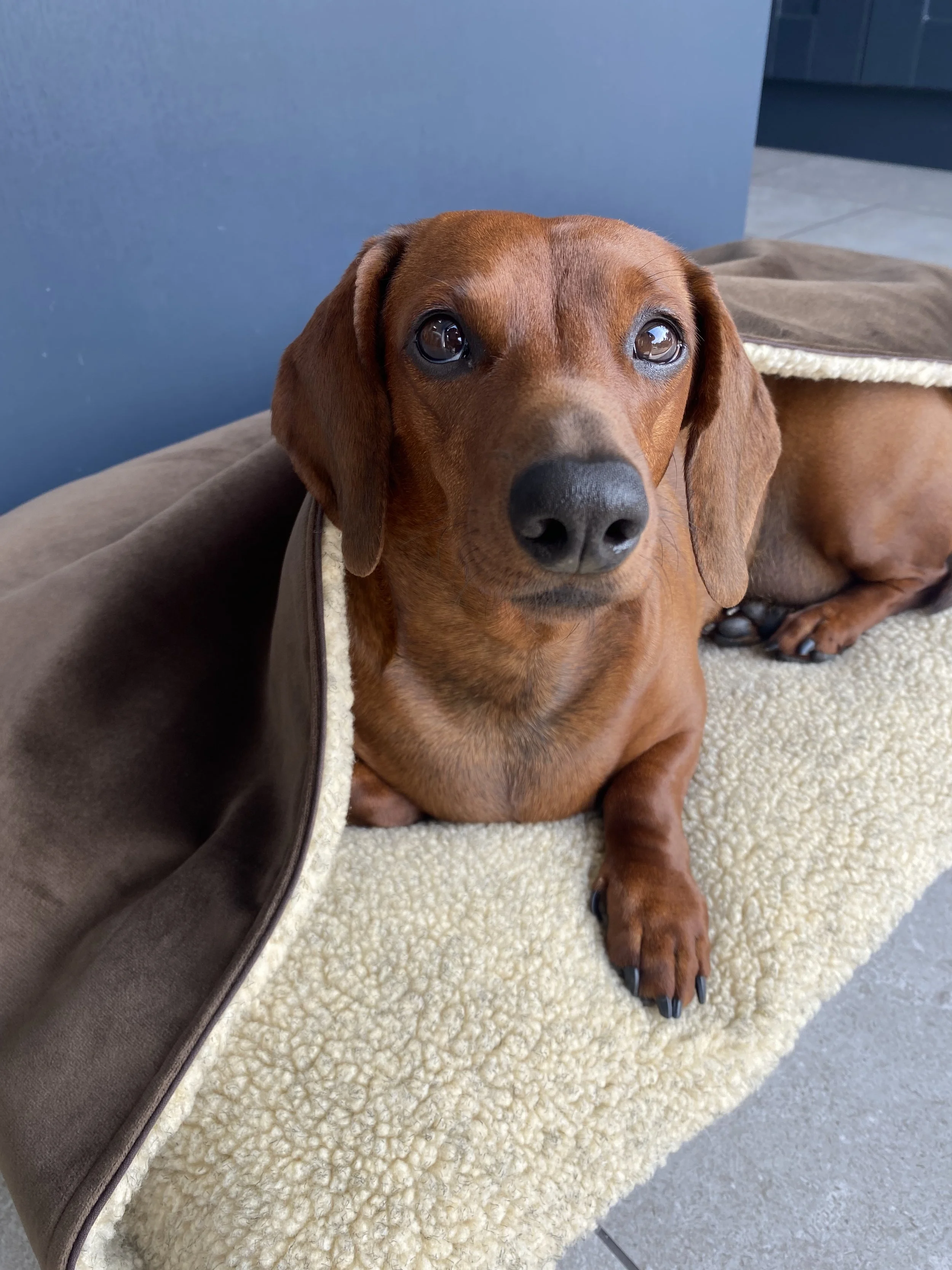 Store 2 — The Sausage Pit