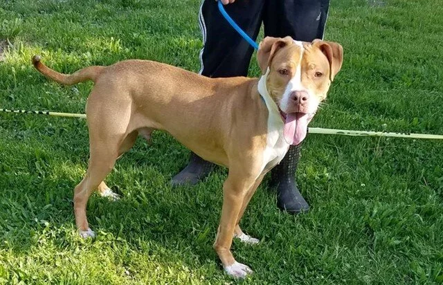 Rooster — Safe Humane Chicago