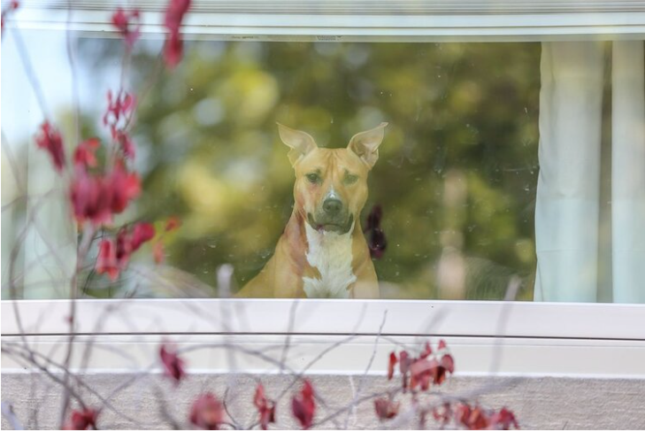 Court Case Dogs — Safe Humane Chicago