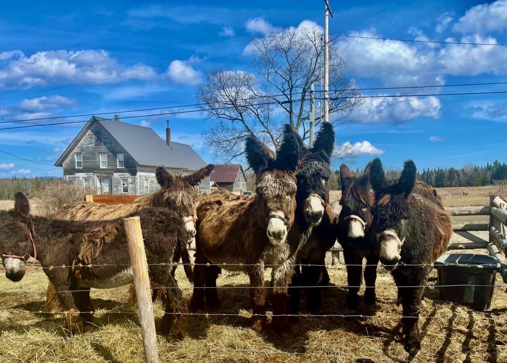 Arnolds Rescue Center