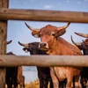 Corriente — 6 Ranch