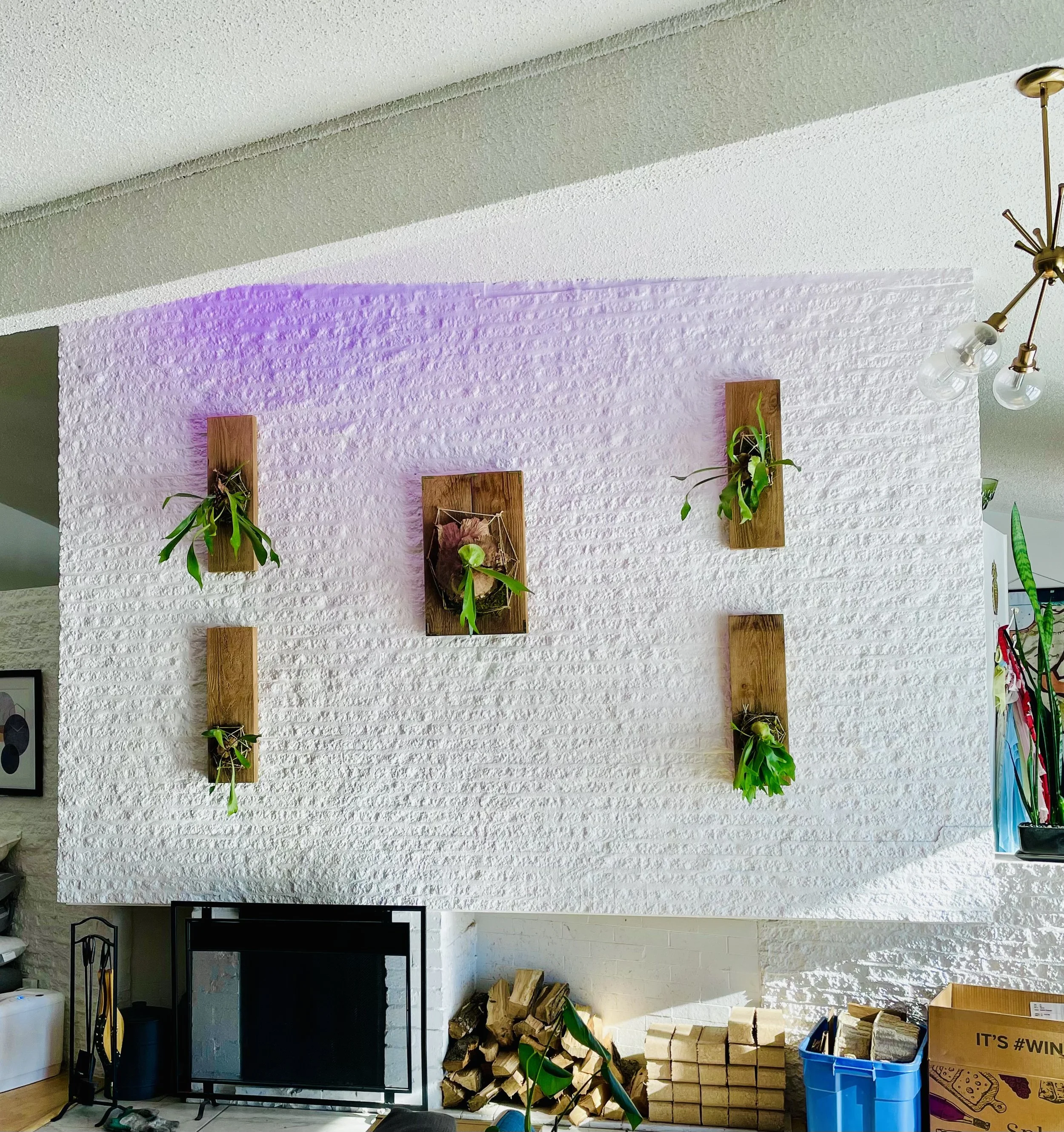 Staghorn Fern Wall — Sandrilene