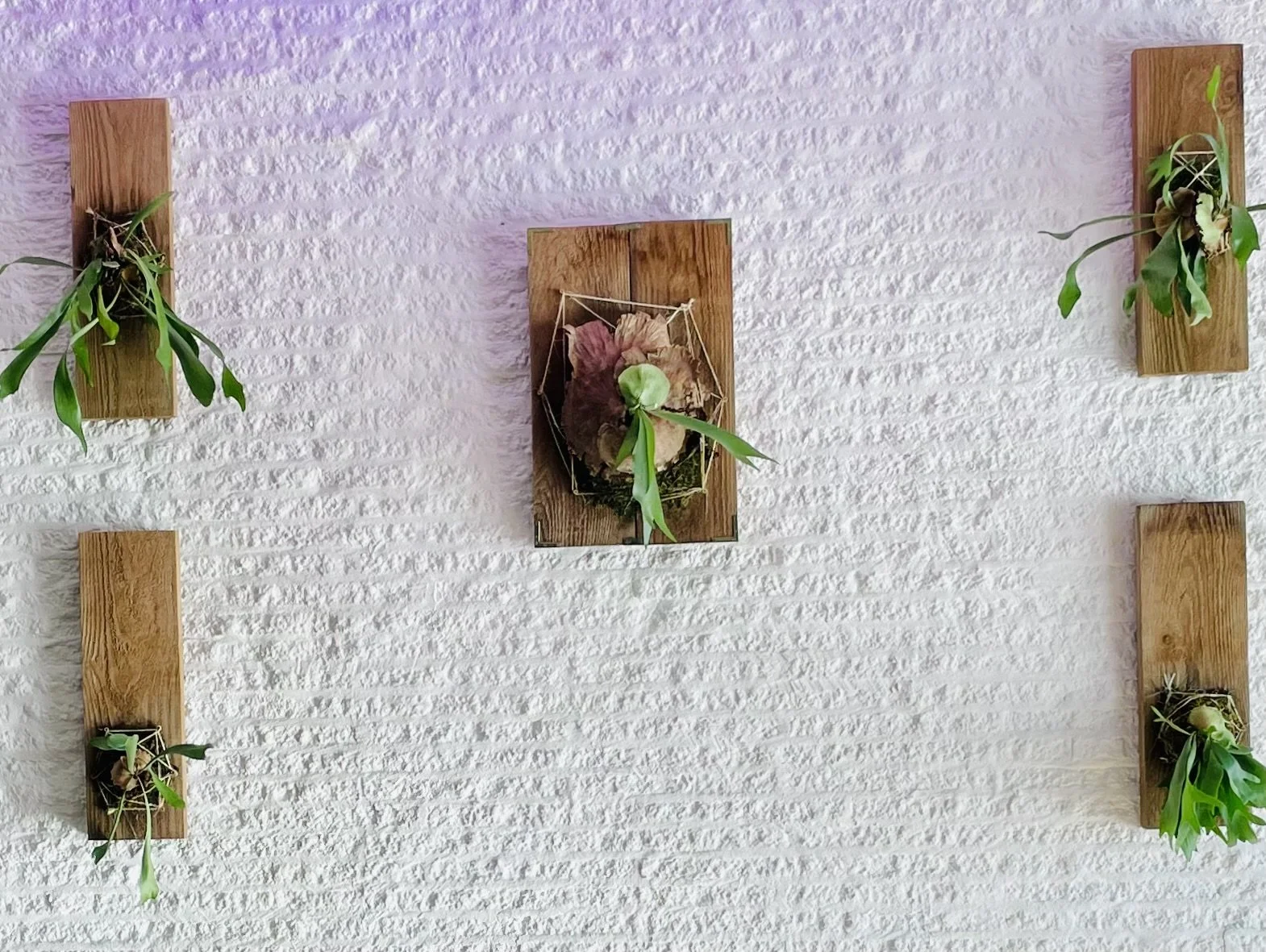 Staghorn Fern Wall — Sandrilene