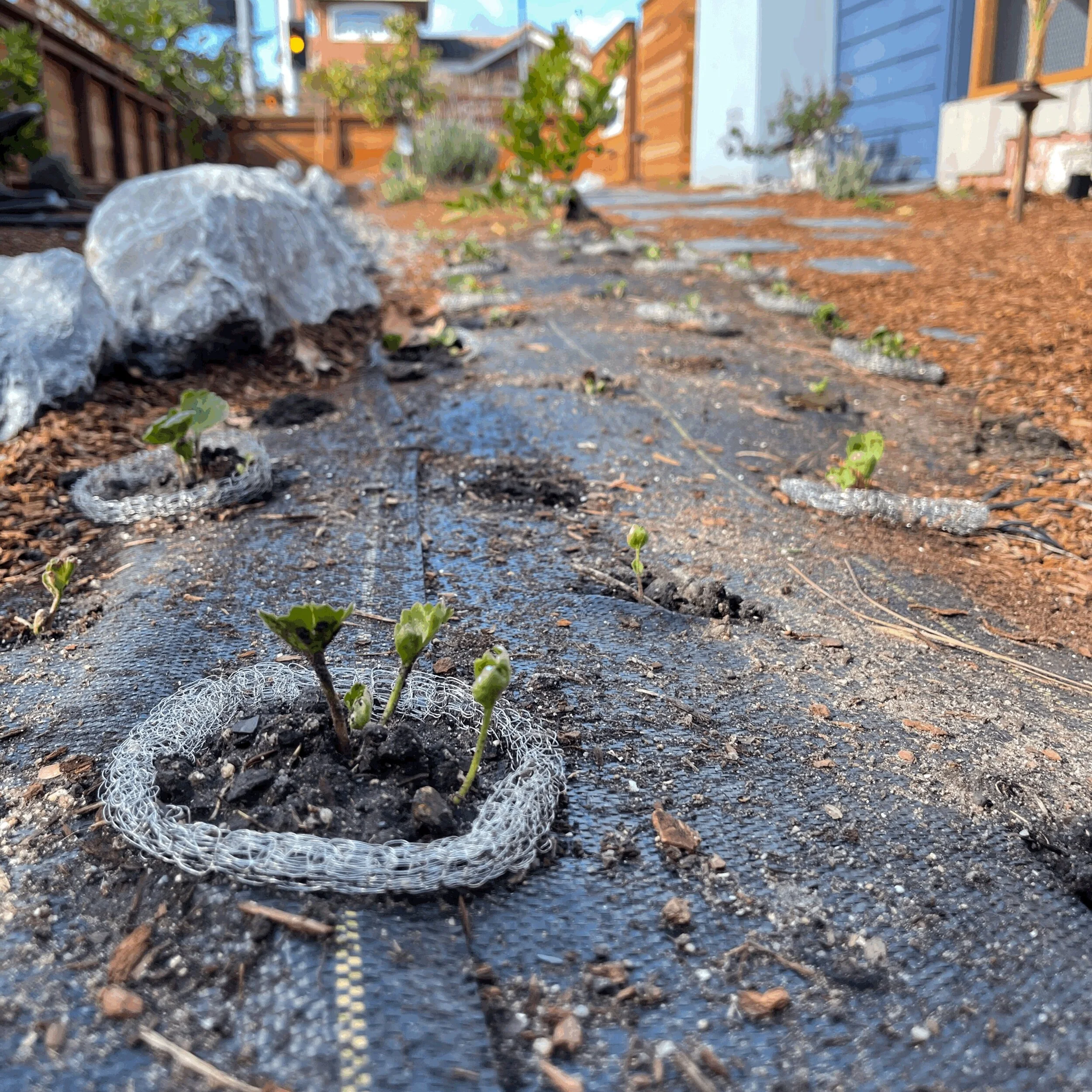 Natural Gopher Repellent — The Curious Nook