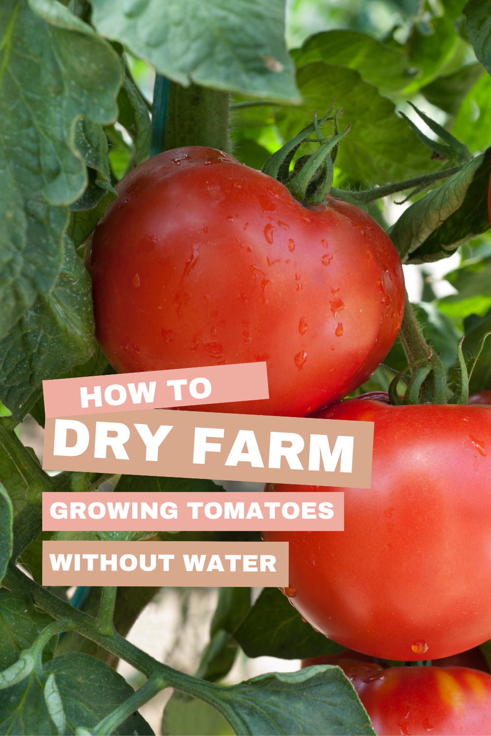 How to Dry Farm: Growing tomatoes without water — The Curious Nook