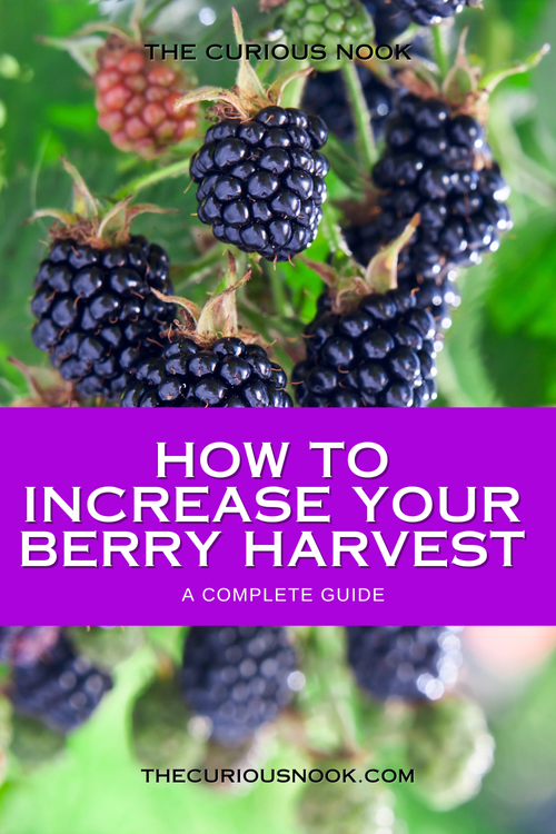 How To Increase Your Berry Harvest — The Curious Nook