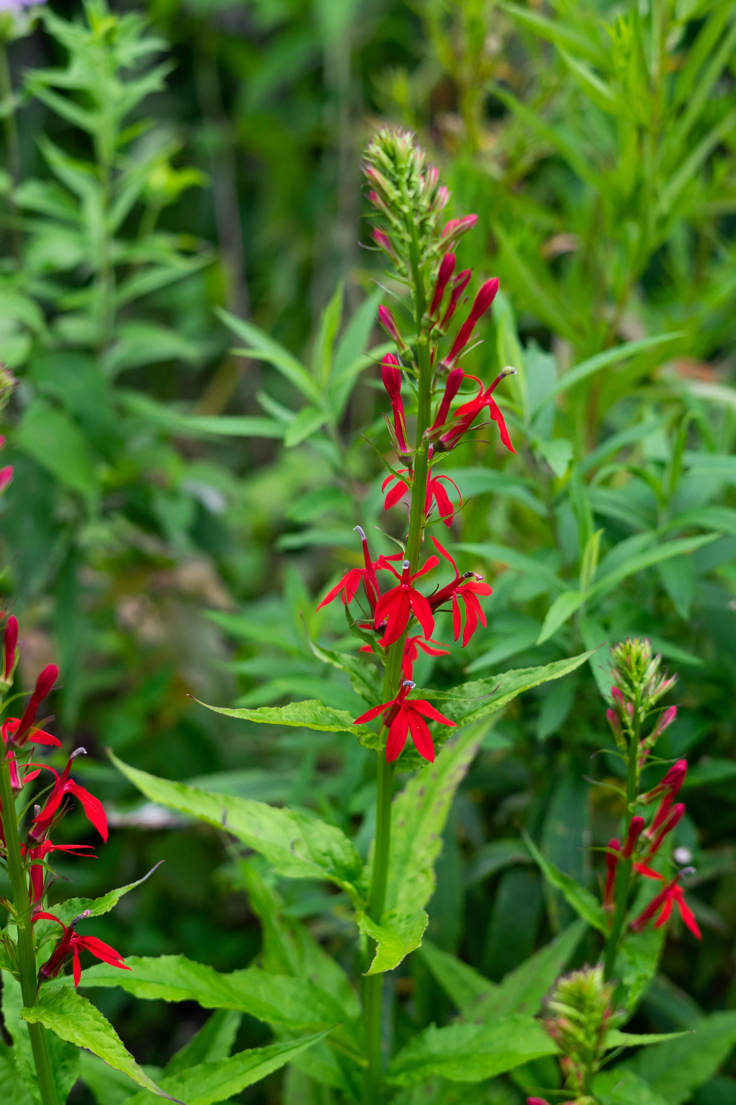 Store 2 — Farm Landē LLC