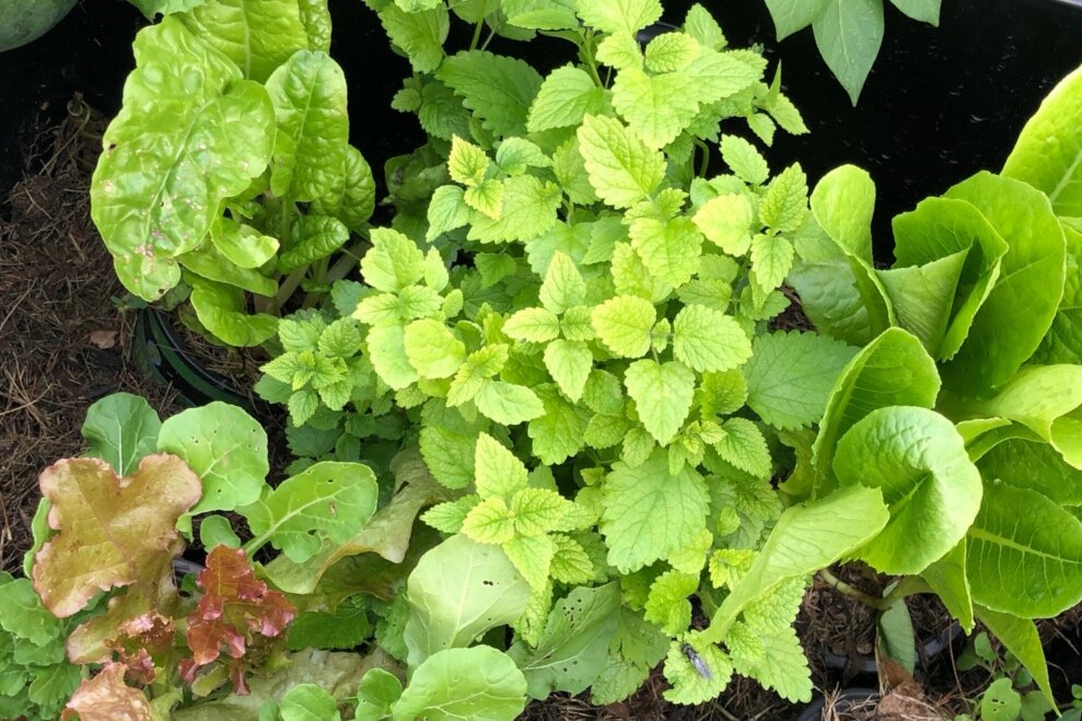 Tasty Harvests Kitchen Gardens