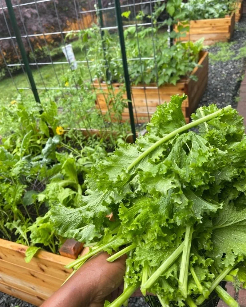 Food Garden Coaching — Tasty Harvests Kitchen Gardens