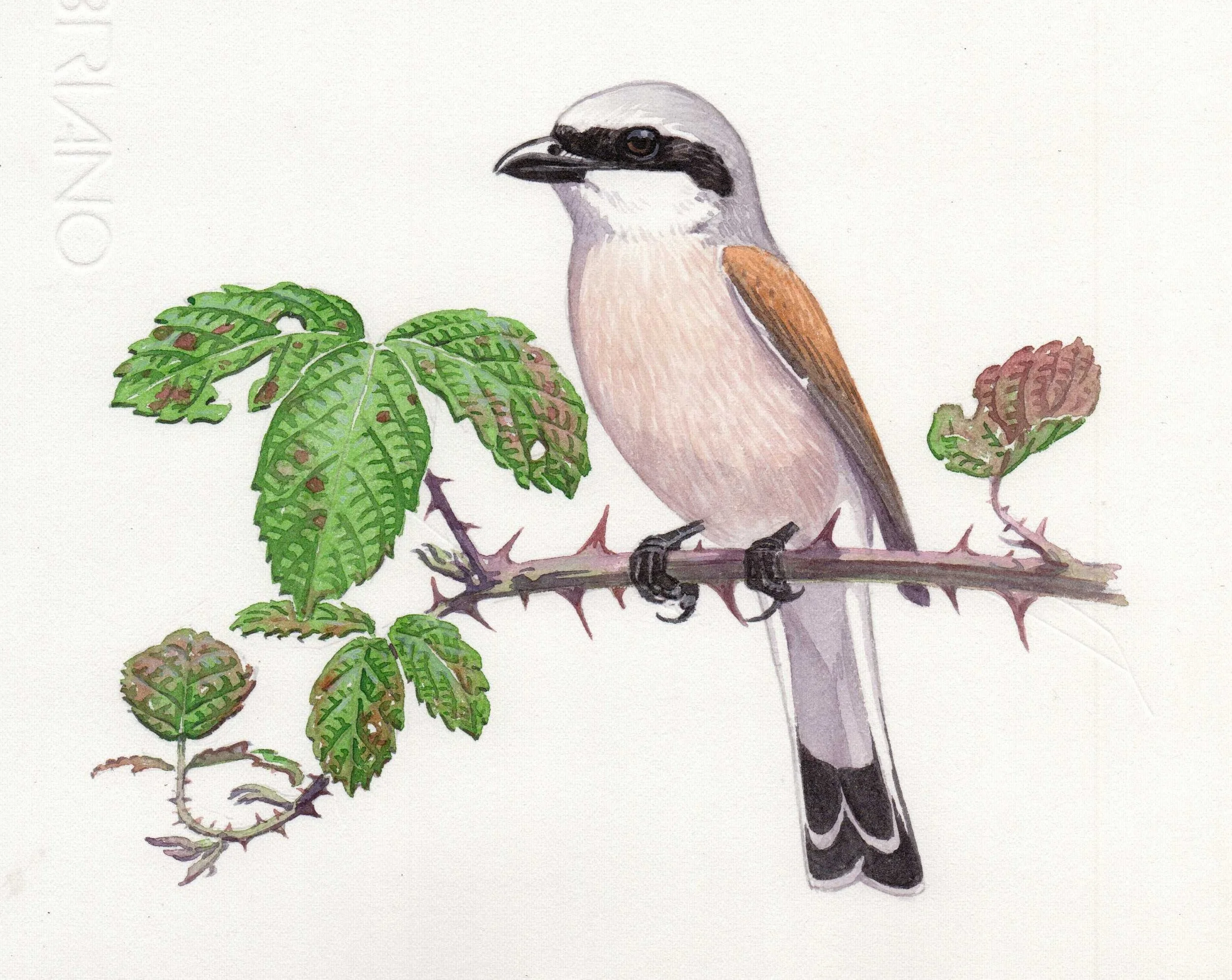 Wildlife — Wild Finca