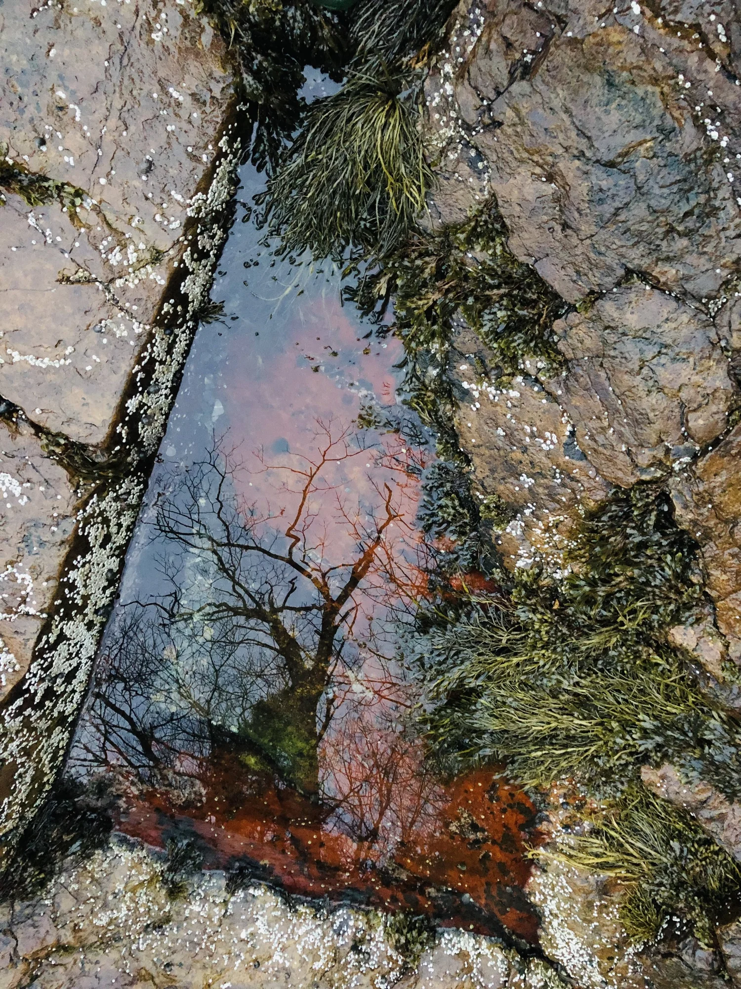 Protect Ancient Forests
